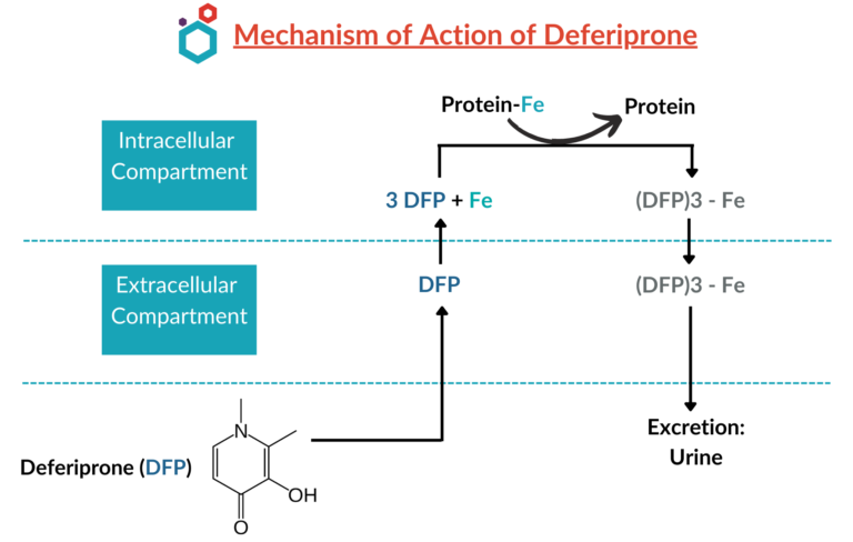 Deferiprone | Mechanism of Action, Uses & Side effects